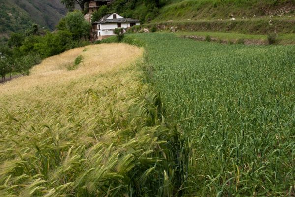 Tirthan Valley in Himachal - DETAILED Travel Guide & Weekend Trip Plan