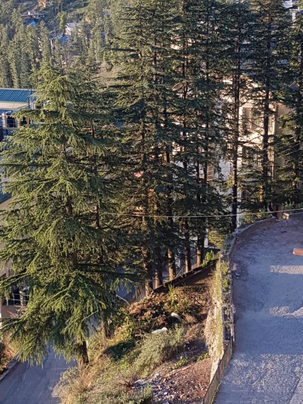 Mashobra - An Offbeat Place near Shimla [Complete Travel Guide]