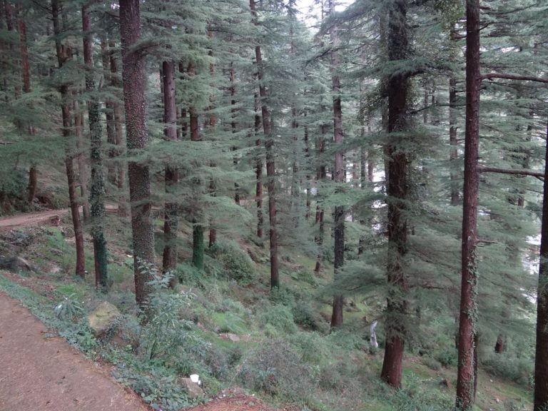 An AMAZING Guide to Dharamkot for Traveling on a Long Weekend