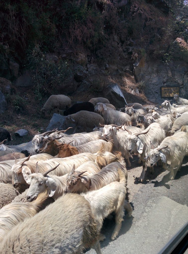 Thanedar - A Detailed Travel Guide - Discover with Dheeraj