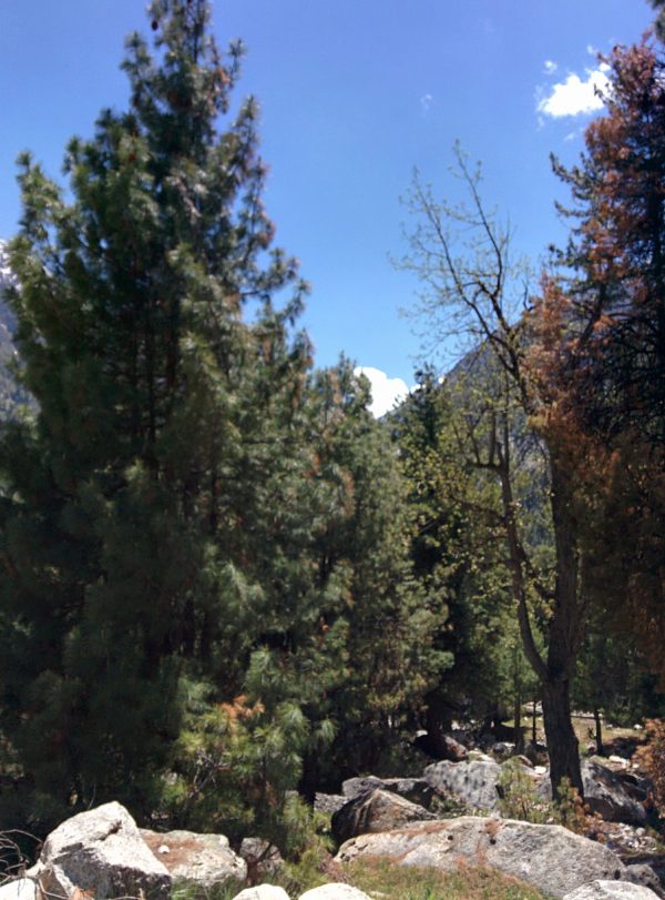 Chitkul - An AMAZING Travel Guide to this Offbeat Place in Kinnaur