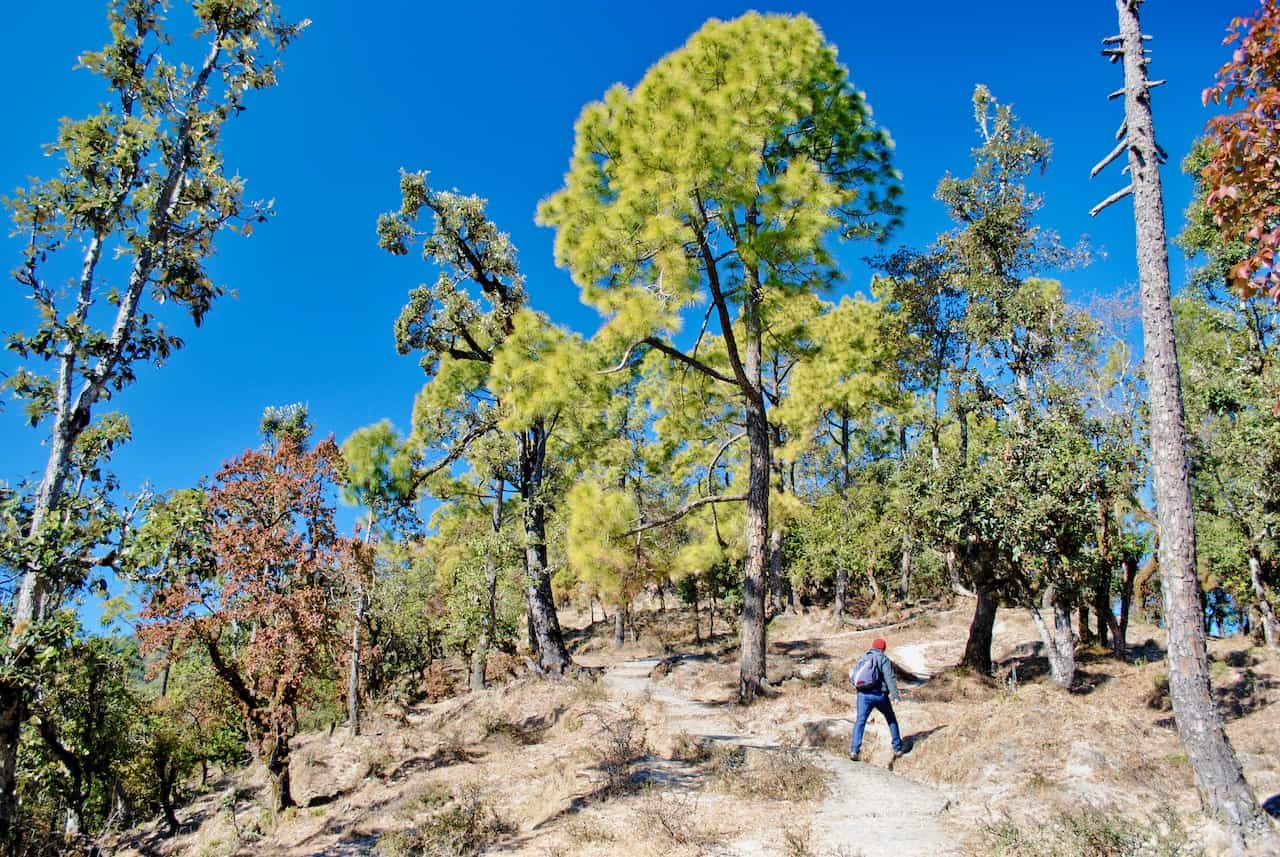 A Perfect Travel Guide of Chaukori for Tourists & Travelers