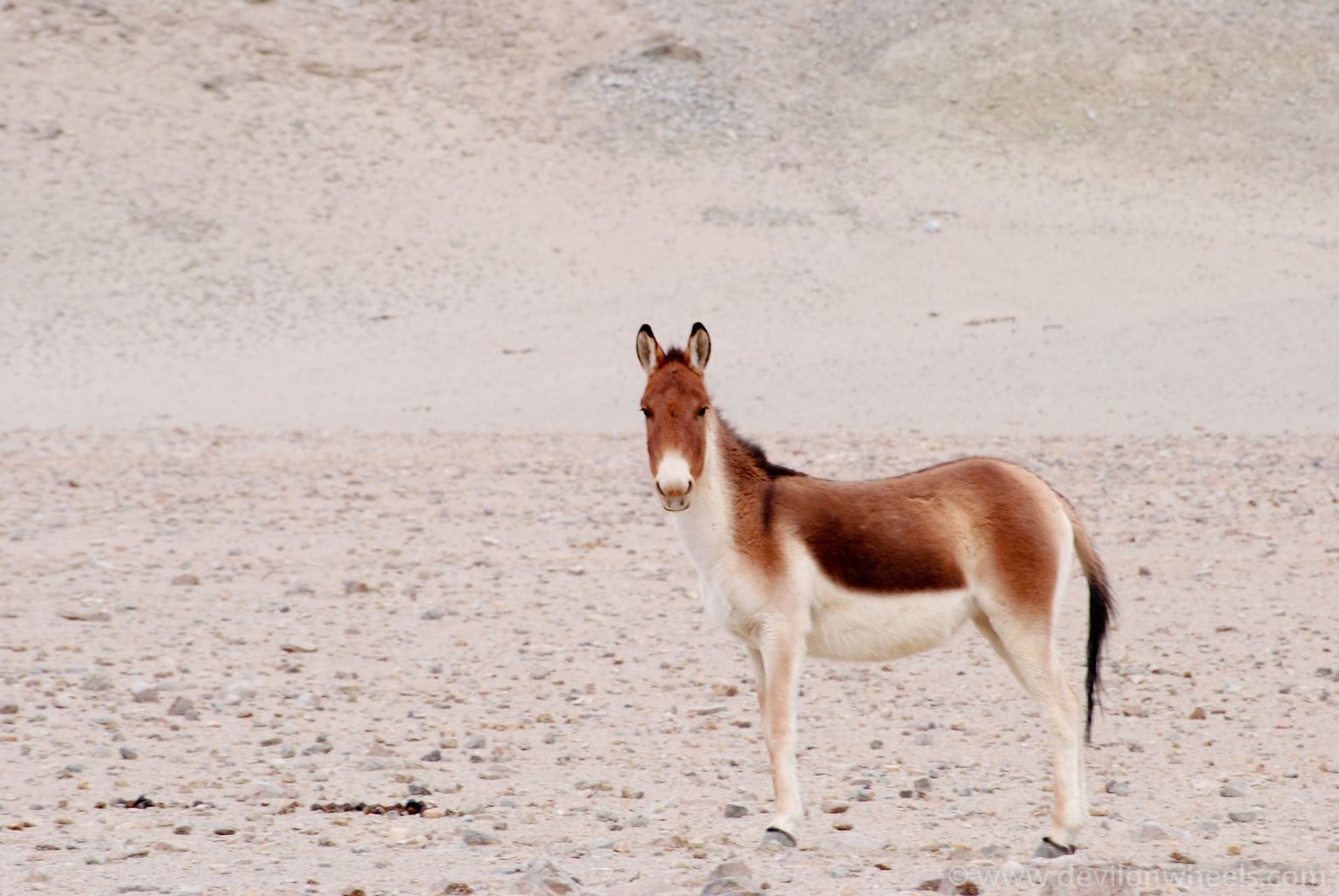 Hanle in Ladakh - A Complete Travel Guide & Sightseeing Places [2023]
